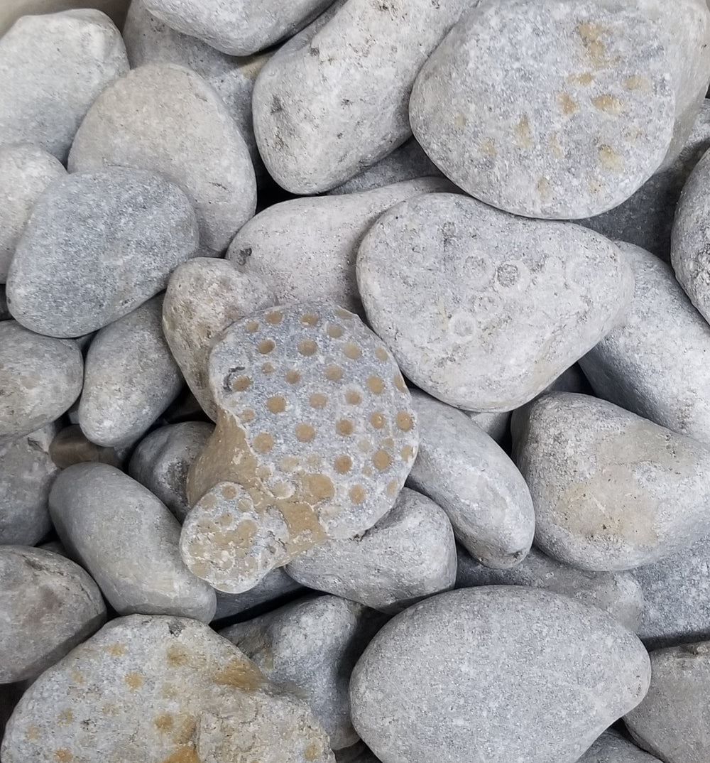The Petoskey Stone Shop