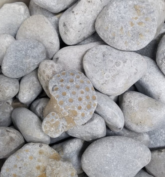 The Petoskey Stone Shop