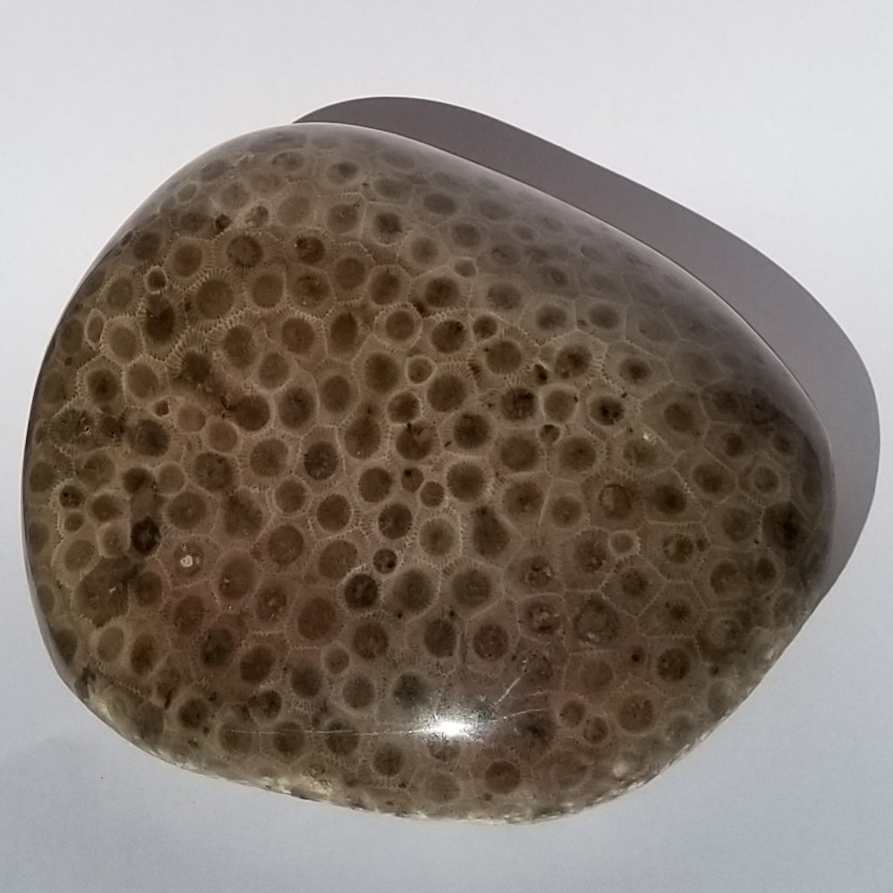 The Petoskey Stone Shop